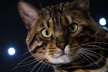 5 Smartest Cat Breeds To Adopt If You Want A Clever Companion