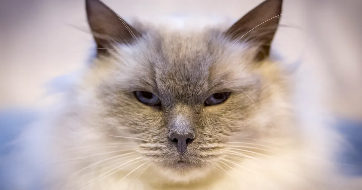 5 Smartest Cat Breeds To Adopt If You Want A Clever Companion 5 Smartest Cat Breeds To Adopt If You Want A Clever Companion