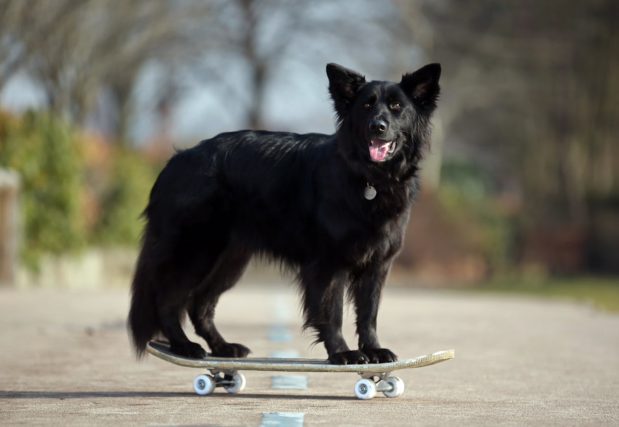 The 15 Best Active Dog Breeds To Match Your Lifestyle