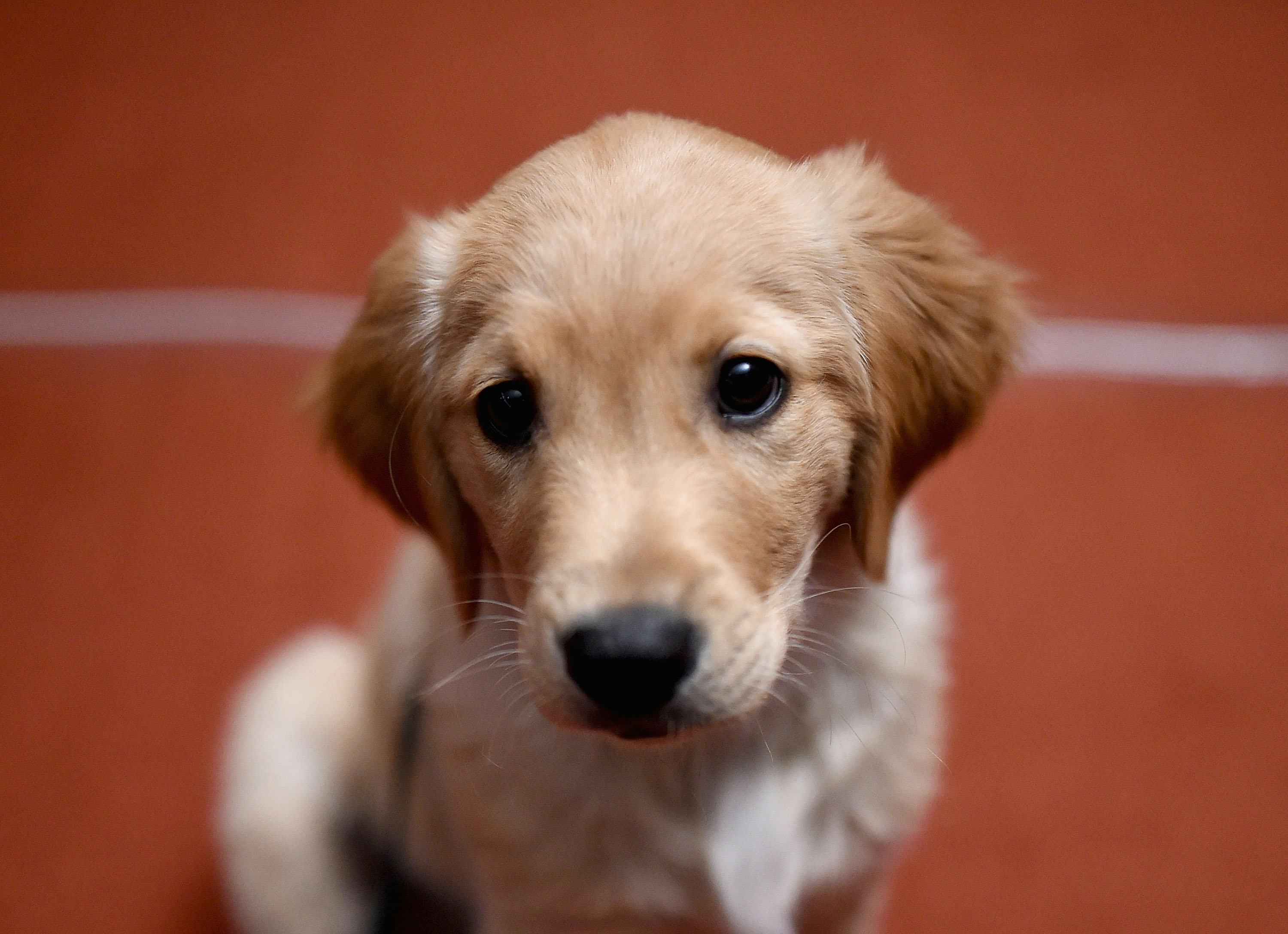 9 Dog Breeds That Are Notoriously Great Around Other Animals