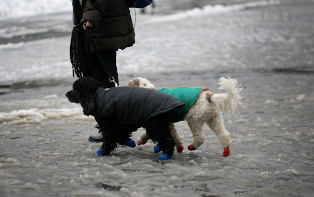 9 Dog Breeds That Are Notoriously Great Around Other Animals