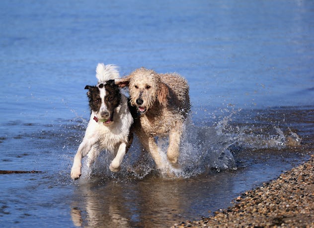 9 Dog Breeds That Are Notoriously Great Around Other Animals