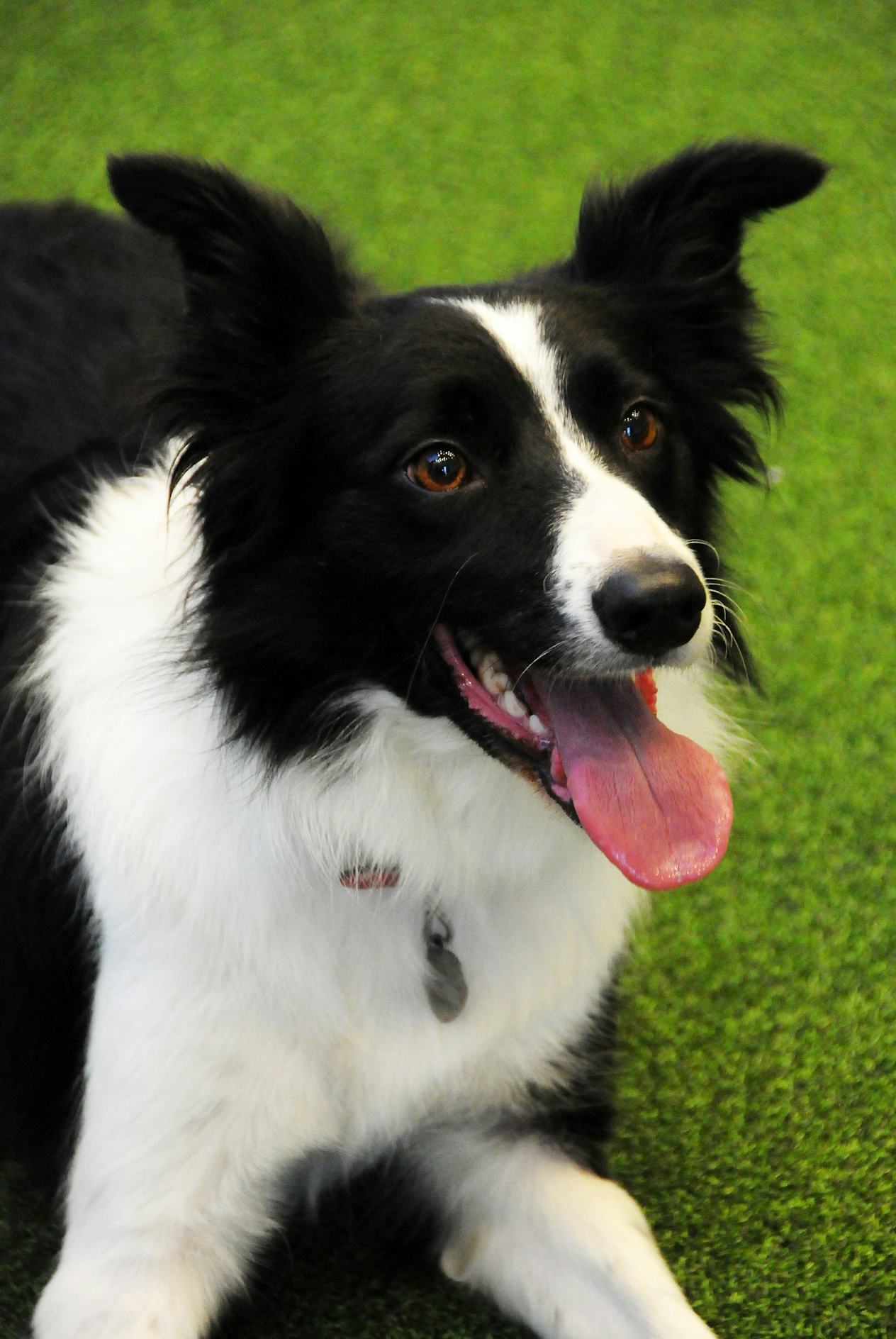 The 15 Best Active Dog Breeds To Match Your Lifestyle