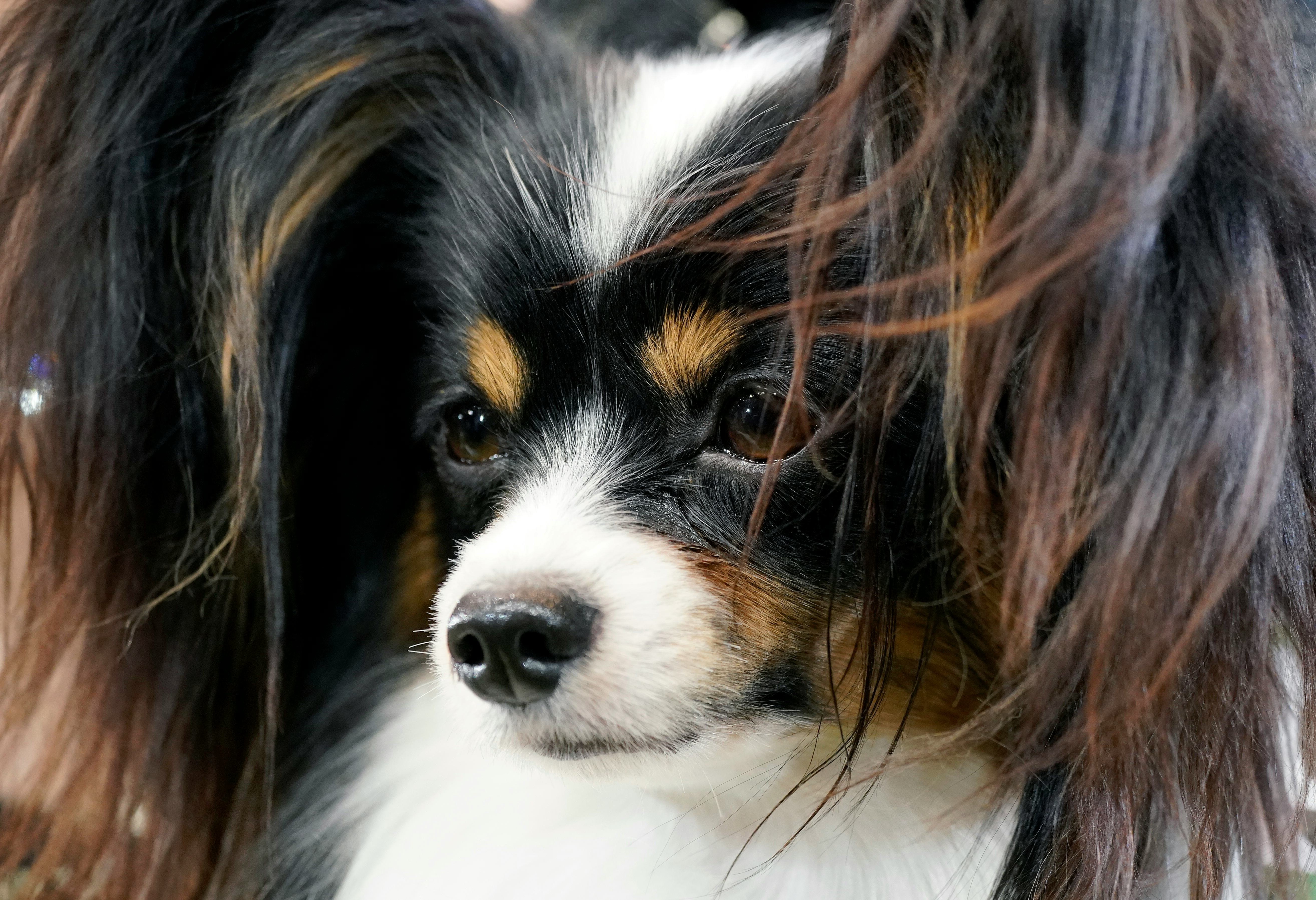 9 Dog Breeds That Are Notoriously Great Around Other Animals