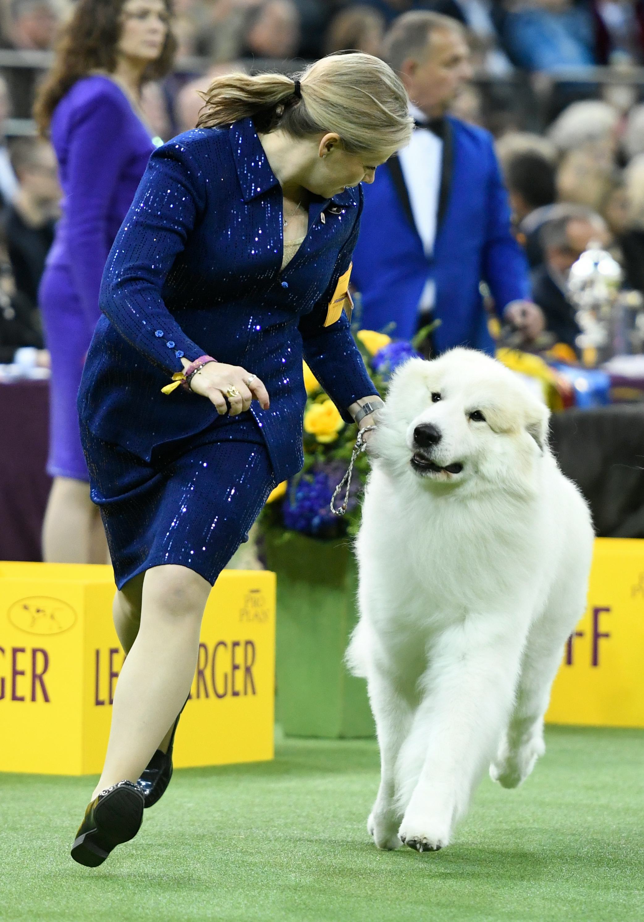 The 15 Best Active Dog Breeds To Match Your Lifestyle