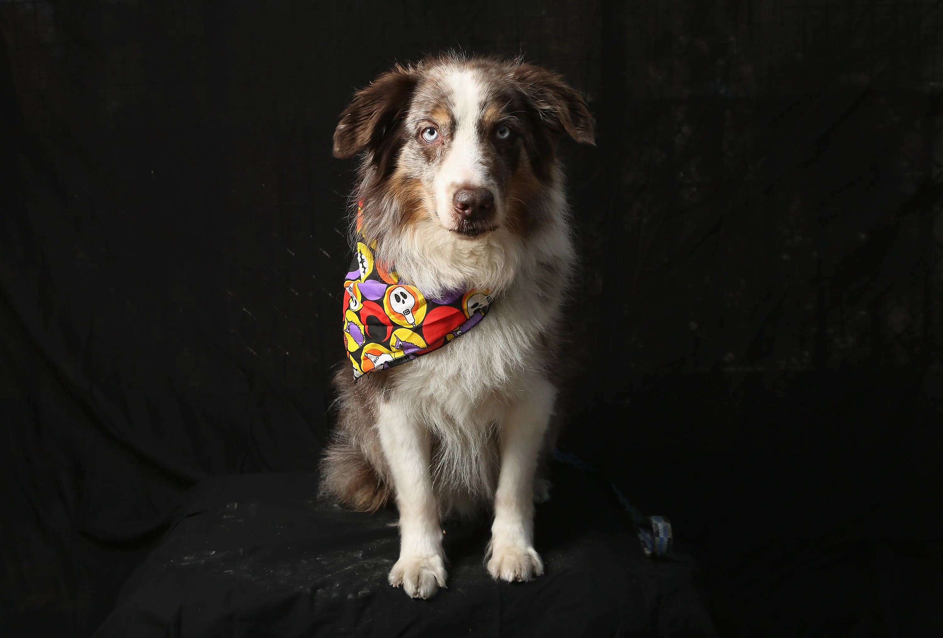 9 Best Dog Breeds For Sagittarius Zodiac Signs