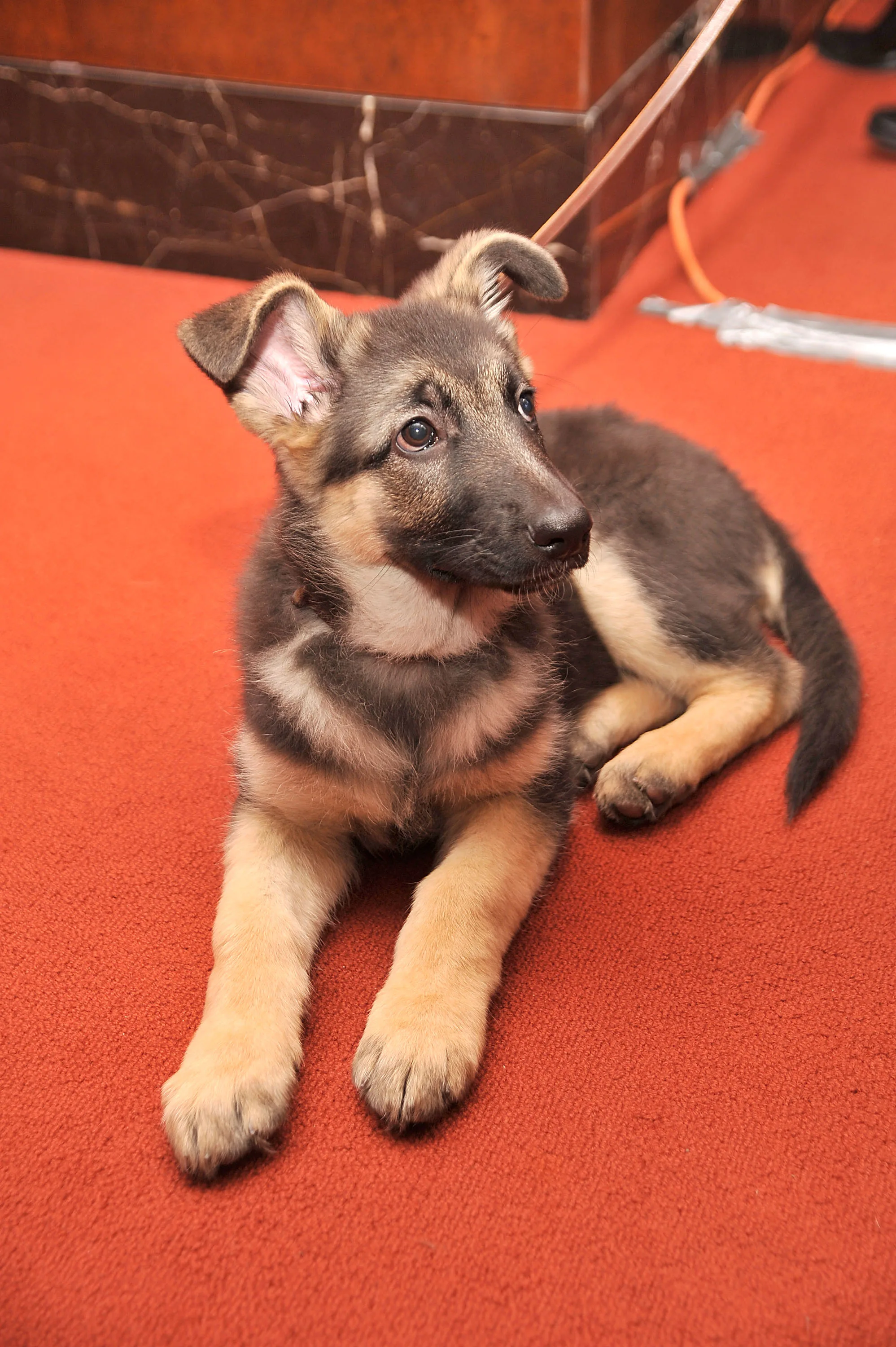 9 Best Dog Breeds For Sagittarius Zodiac Signs