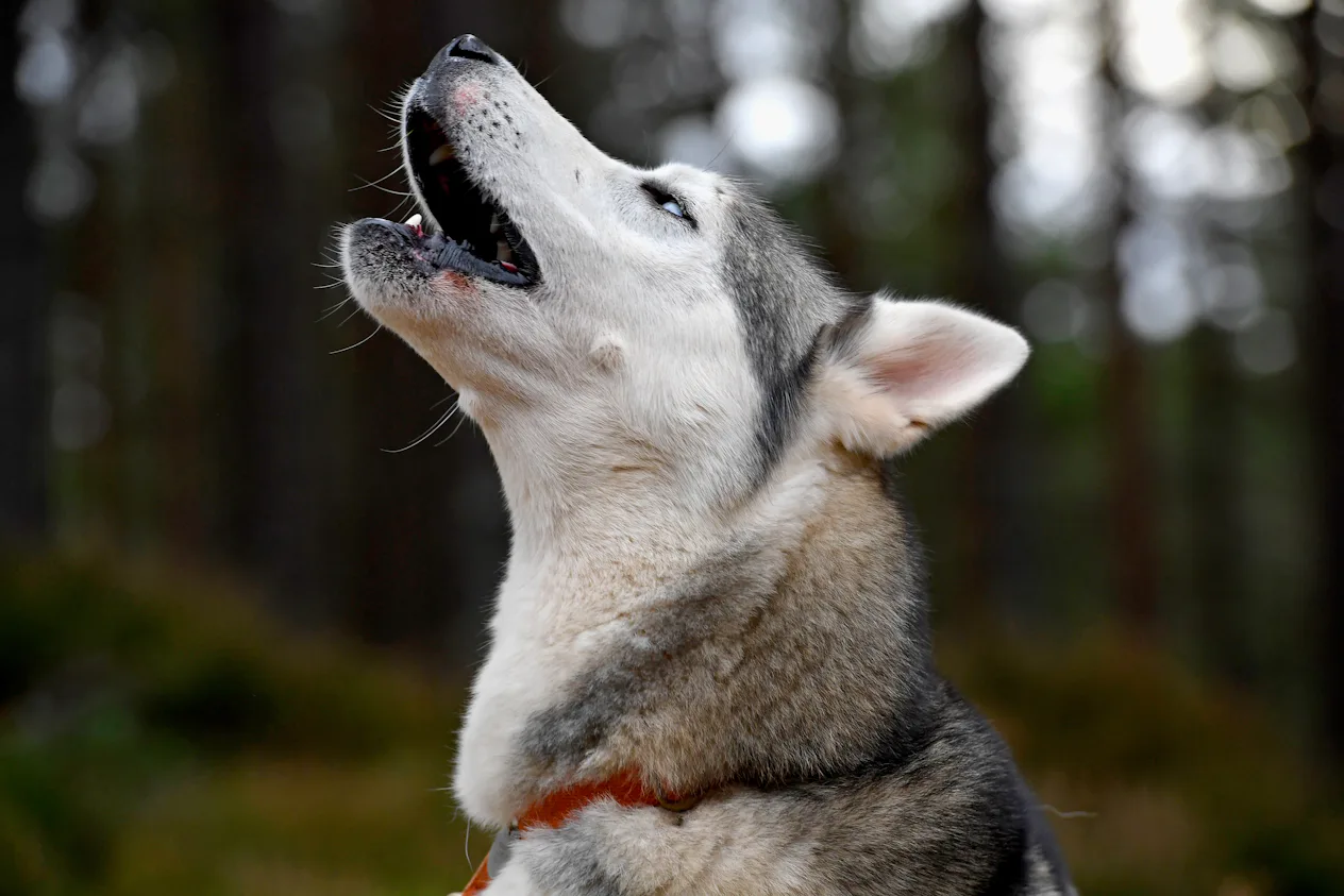 9 Best Dog Breeds For Sagittarius Zodiac Signs