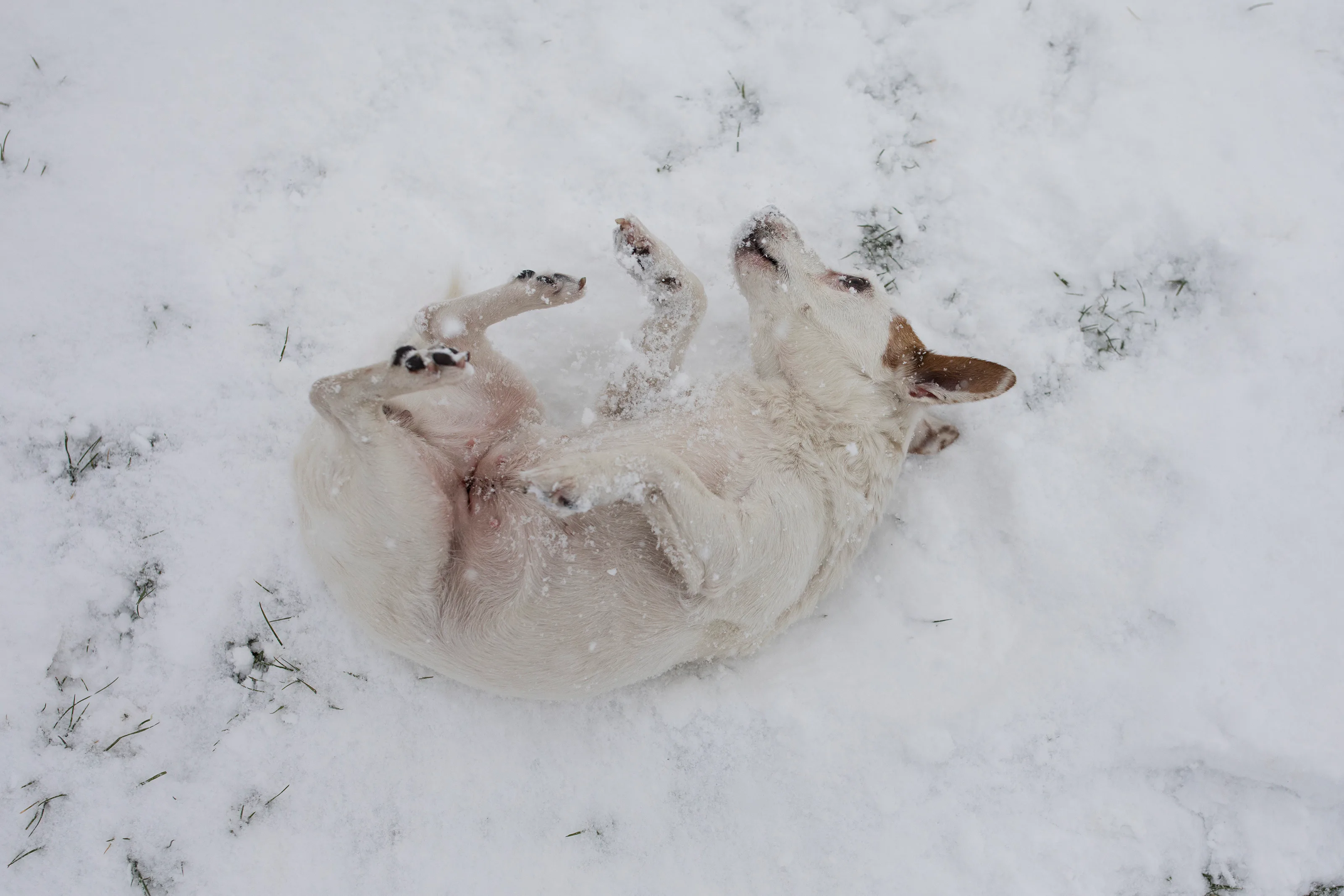 6 Best Dog Breeds For Trail Runners So Your Pup Can Keep Up With You