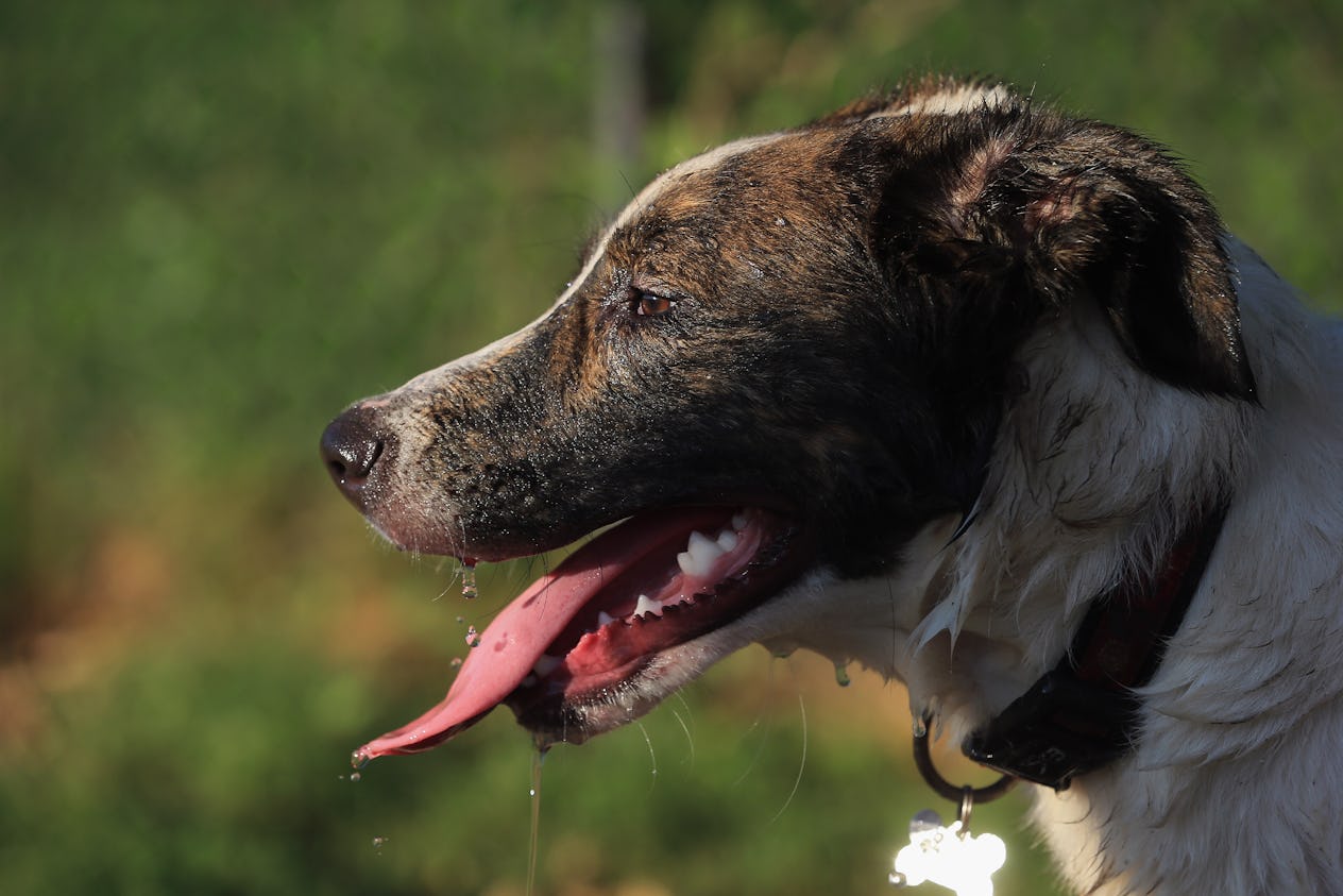 How Long Can A Dog Be In The Sun? 11 Things To Know About Summer & Your Pup