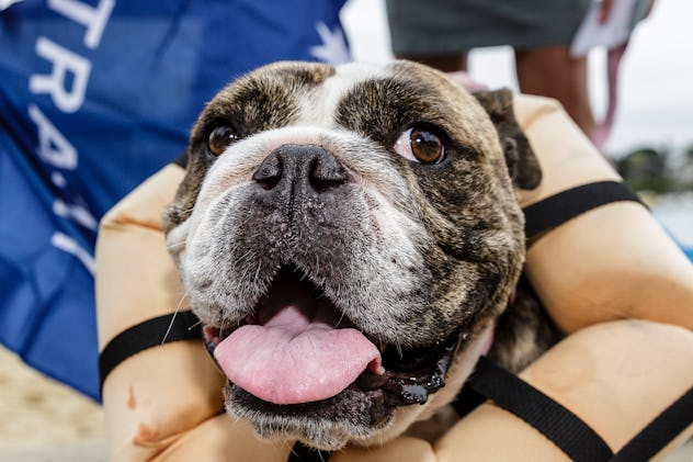 How Long Can A Dog Be In The Sun? 11 Things To Know About Summer & Your Pup