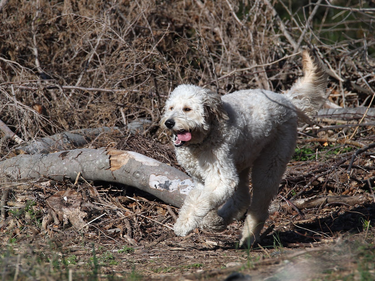 6 Best Dog Breeds For Trail Runners So Your Pup Can Keep Up With You