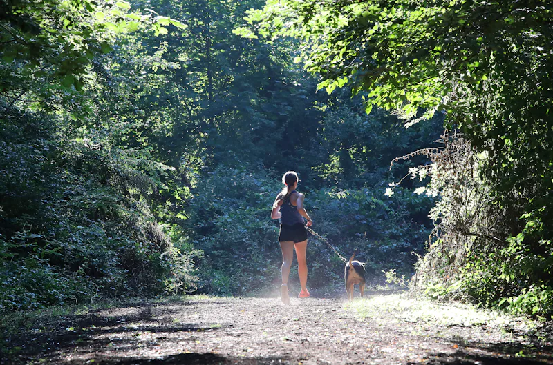 6 Best Dog Breeds For Trail Runners So Your Pup Can Keep Up With You