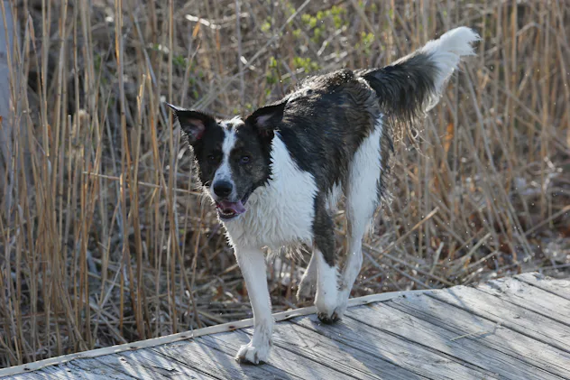 The 15 Best Dogs For Street Runners