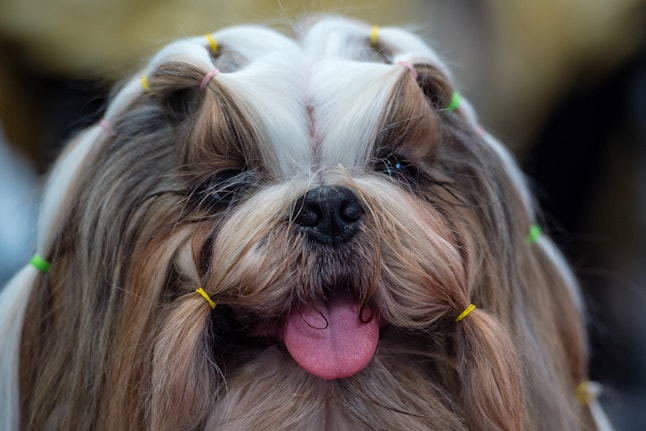 The 8 Most Well-Behaved Dog Breeds You Can Bring To Brunch