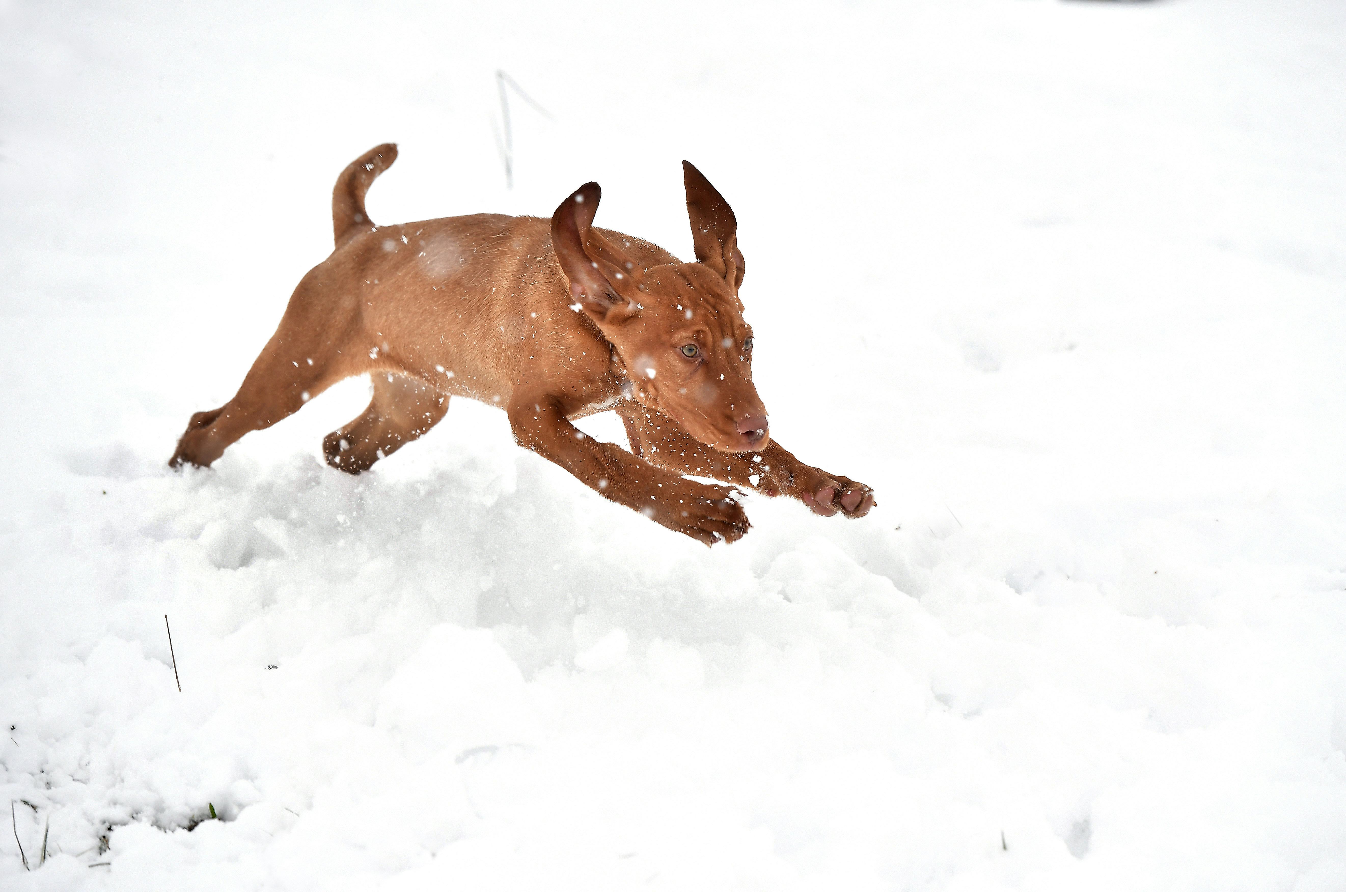 6 Best Dog Breeds For Trail Runners So Your Pup Can Keep Up With You