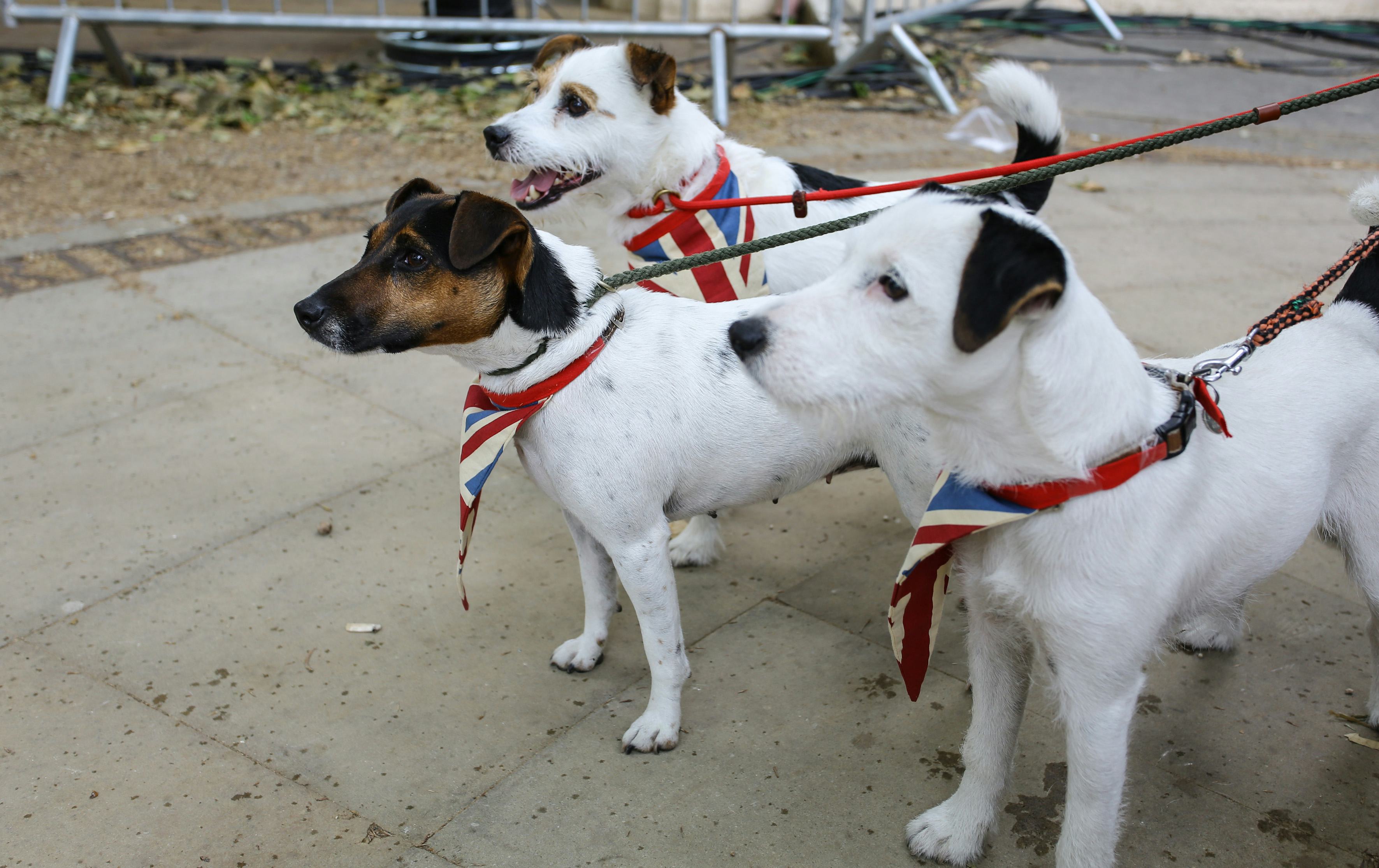 The 15 Best Dogs For Street Runners