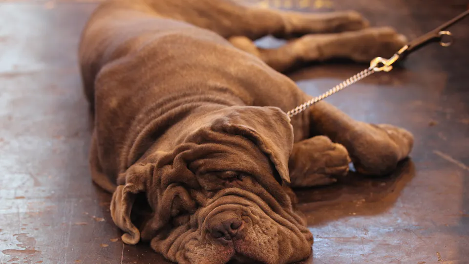 5 Lazy Dog Breeds Who Will Join You For An Afternoon Nap 5 Lazy Dog Breeds Who Will Join You For An Afternoon Nap