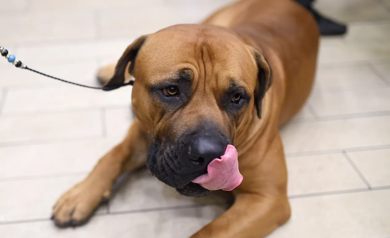 Aggressive Dog Breeds Are Seriously Misunderstood — Here’s What To Know ...