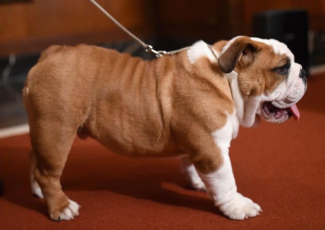 7 Best Dog Breeds To Bring To The Office, According To Experts