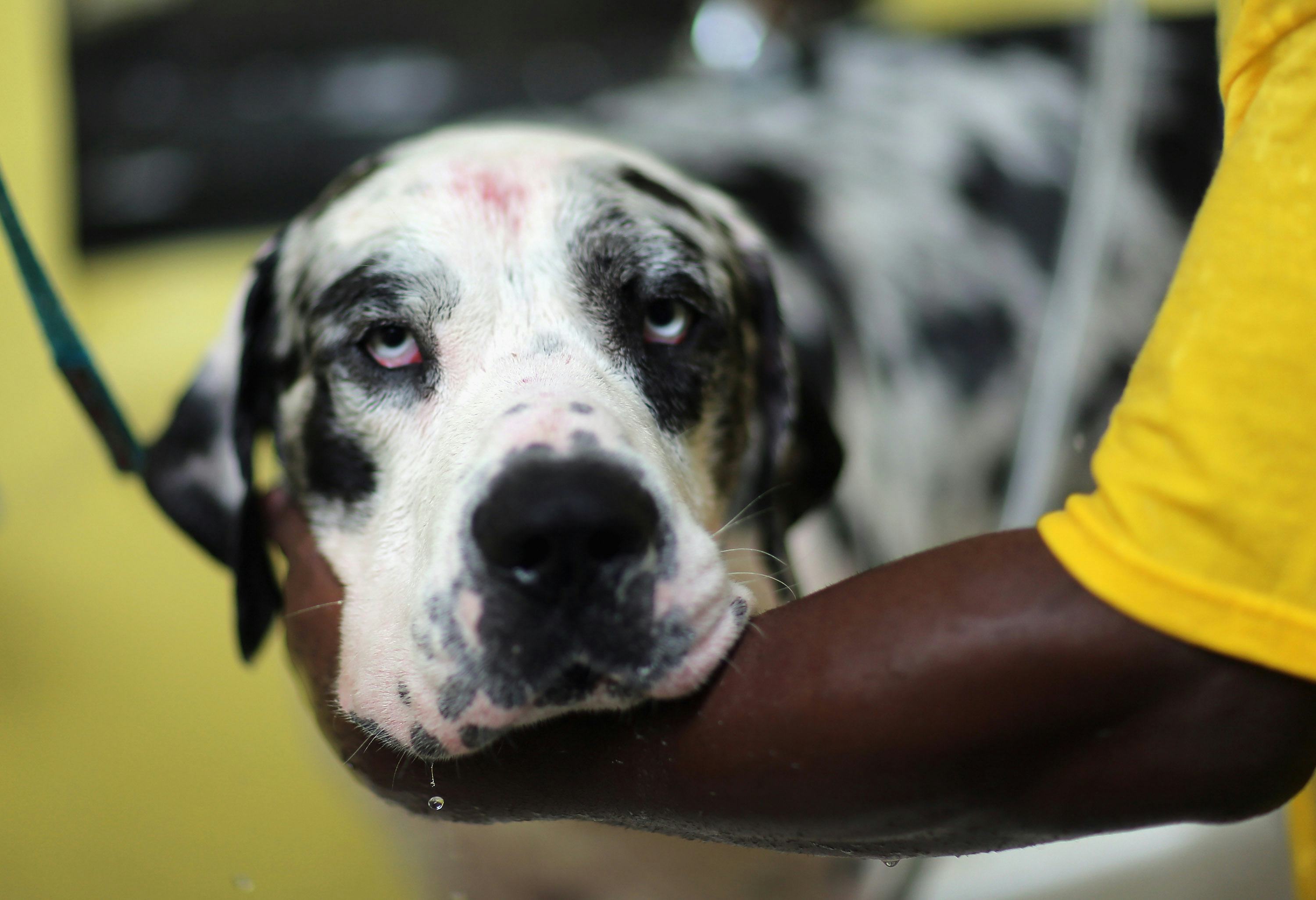 How To Tell A Good Vet From A Bad One, According To Experts