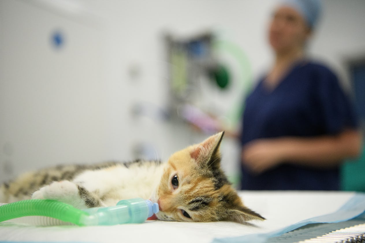 How To Tell A Good Vet From A Bad One, According To Experts