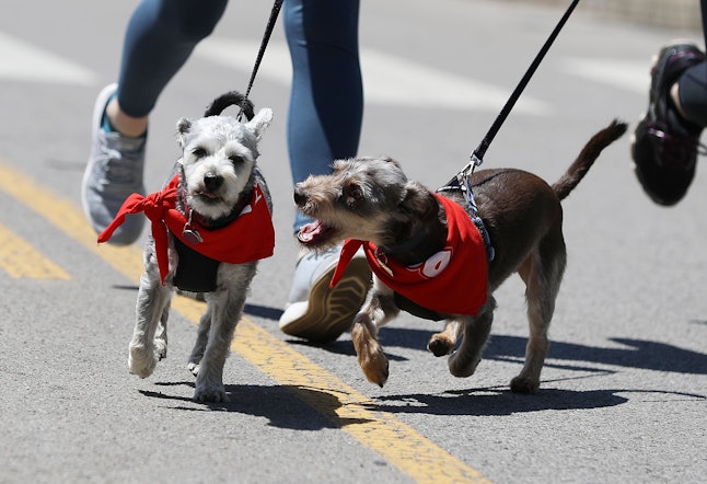 How To Apply For 'Dogs Behaving (Very) Badly,' Because Host Graeme Hall ...