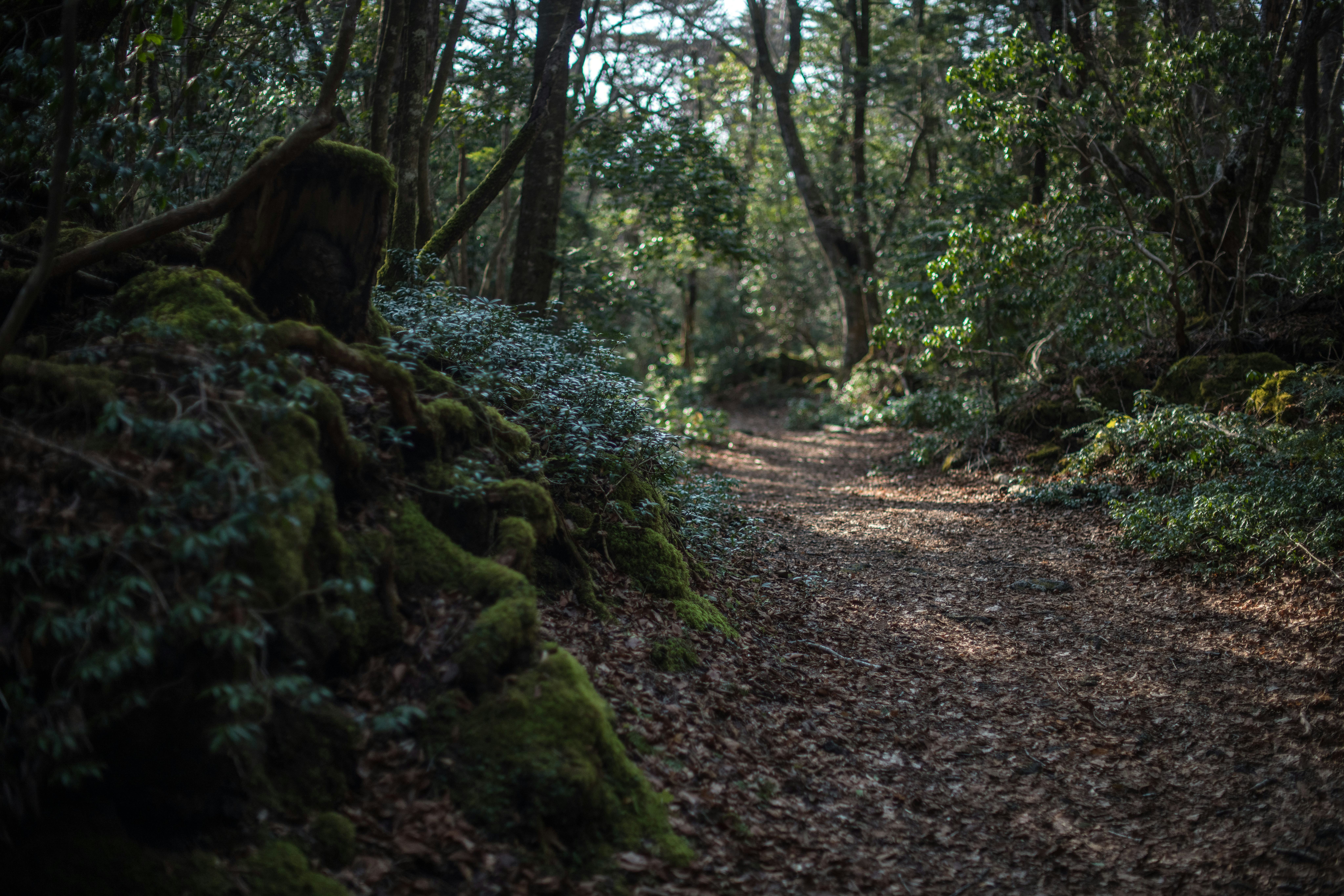 These Real Stories From The Japanese Suicide Forest Will Make You ...