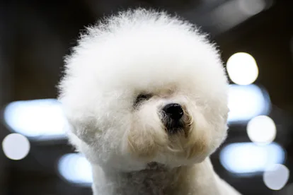 13 Hypoallergenic Dog Breeds That *Probably* Won't Turn You Into A ...