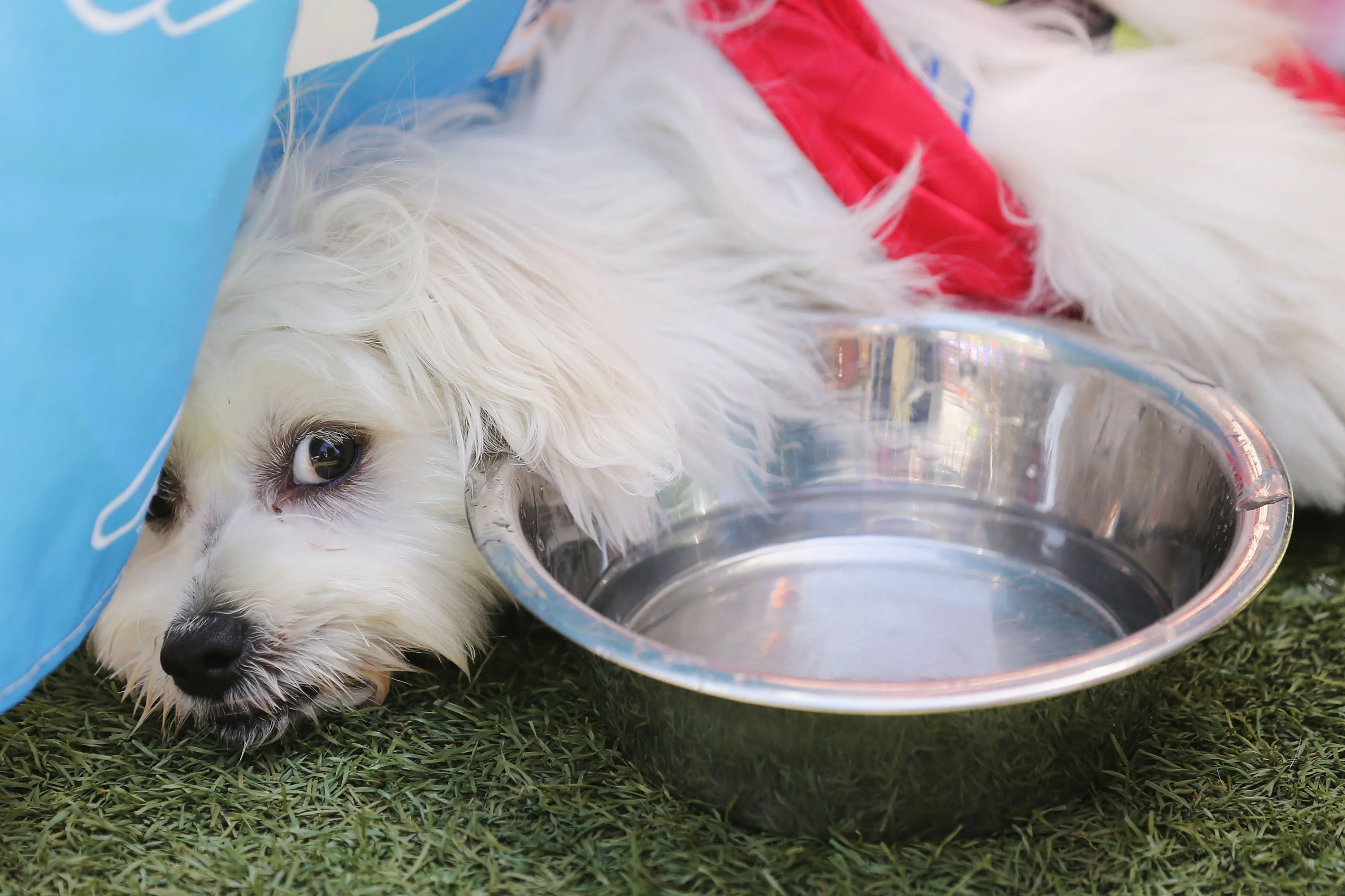 9 Low Energy Dog Breeds That Like Lazy Sundays Just As Much As You Do