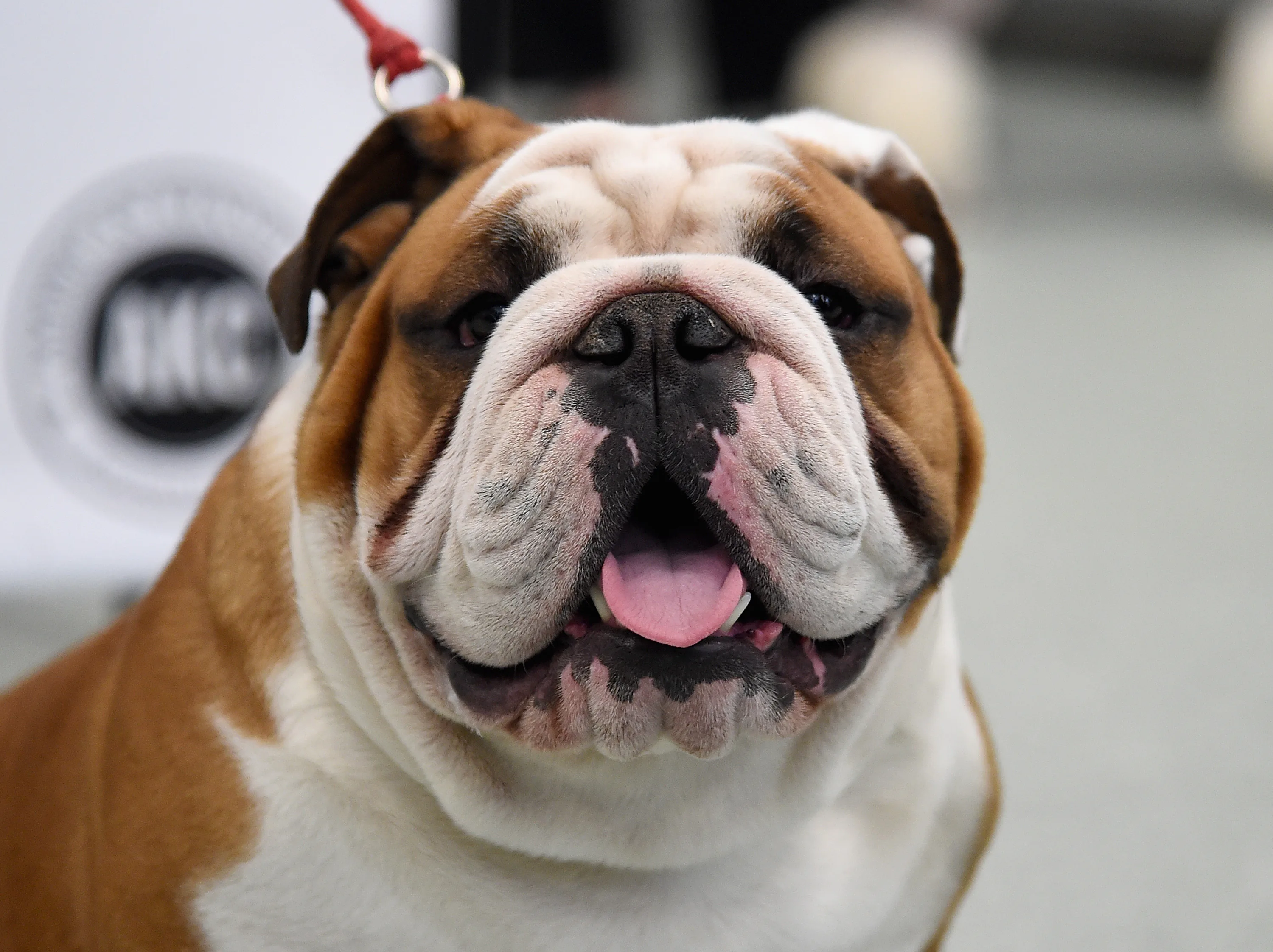 9 Low Energy Dog Breeds That Like Lazy Sundays Just As Much As You Do