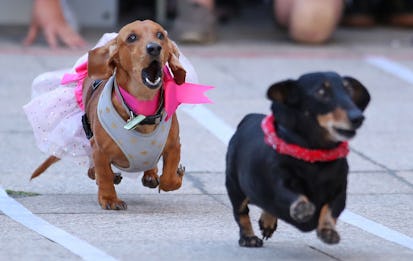 The 16 Best Dog Breeds To Adopt In Your 20s & 30s