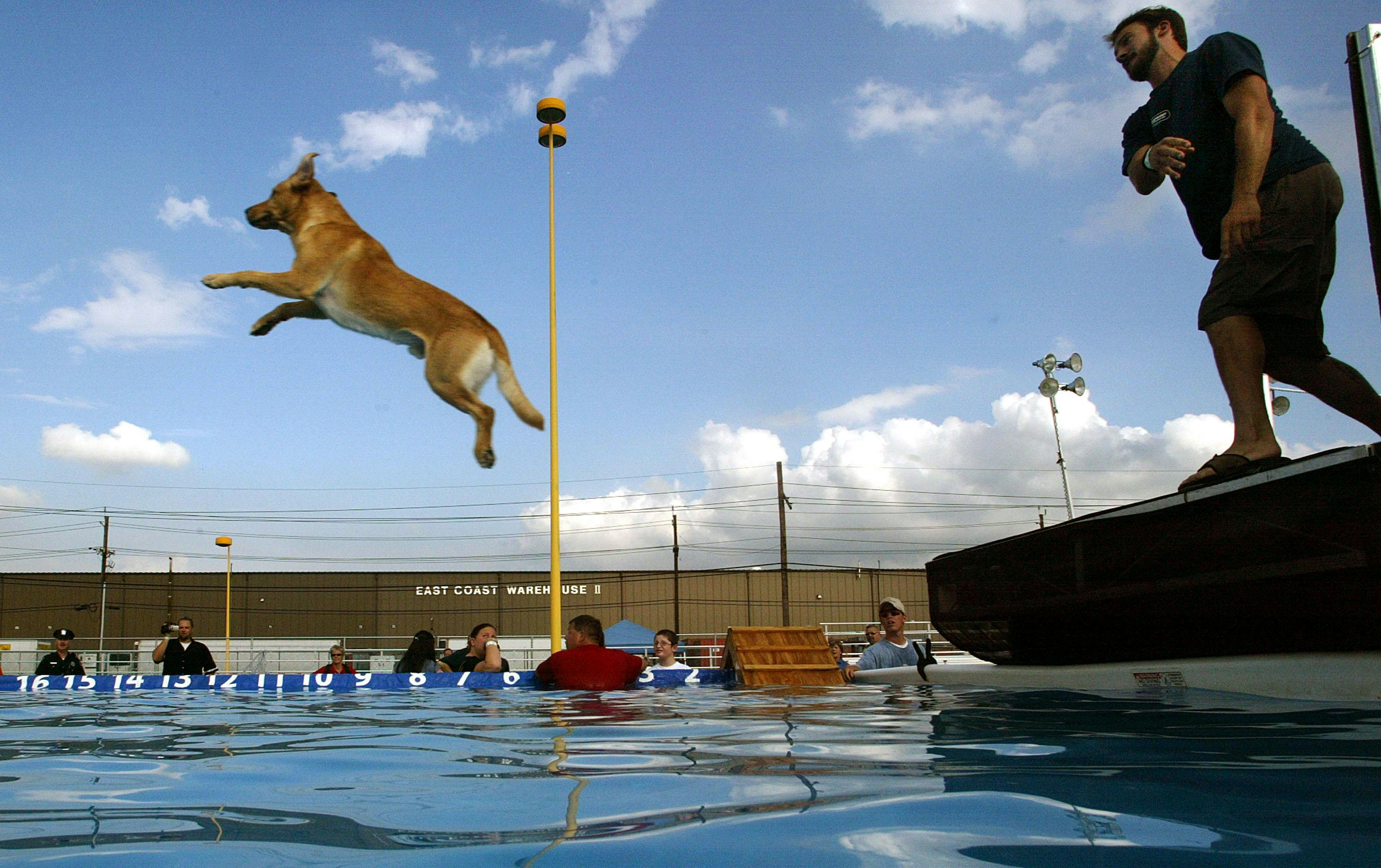 9 Dog Breeds That *Love* Swimming, Because Not All Pets Like To Get Wet