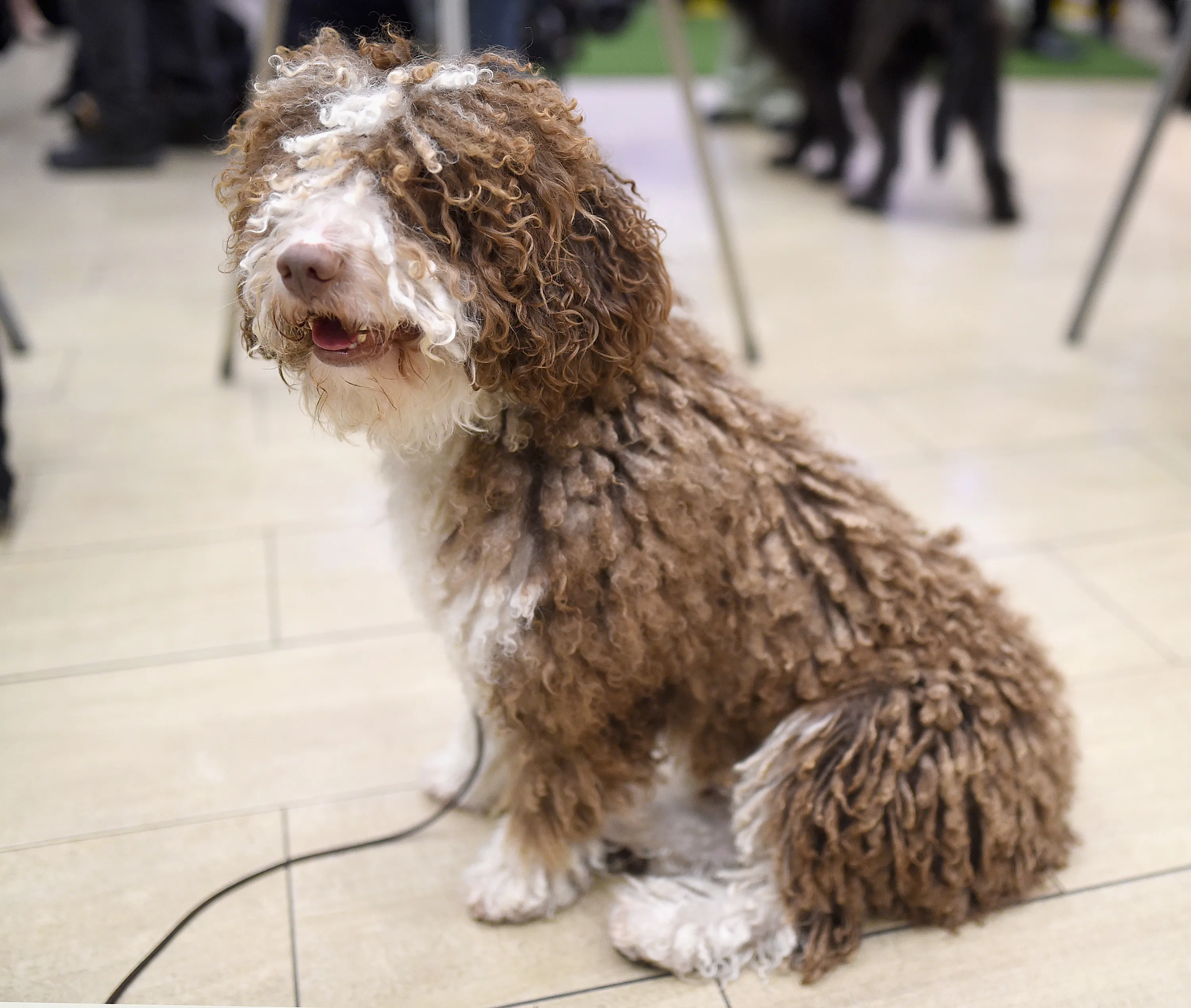 9 Dog Breeds That *Love* Swimming, Because Not All Pets Like To Get Wet