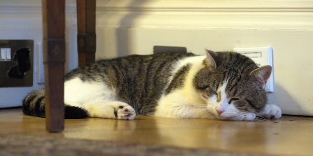 What To Know Before Taking In A Stray Cat