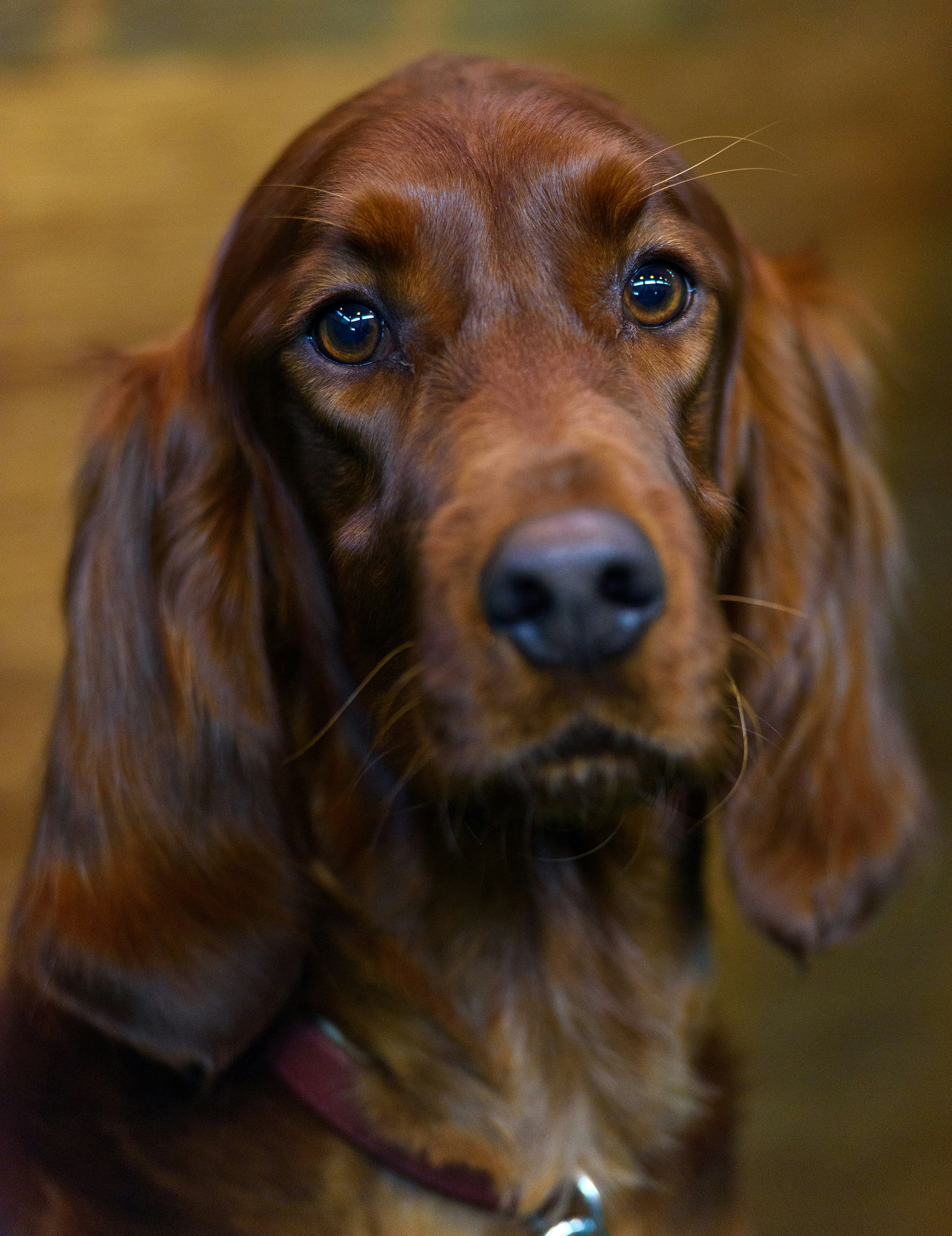 The 5 Best Dogs If You Have An Active Lifestyle Will Help Keep Your ...