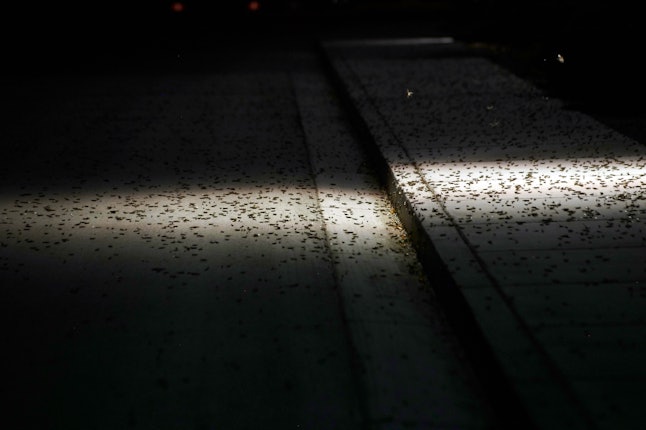 9 Photos Of Las Vegas’s Grasshopper Invasion That Will Make You Never ...