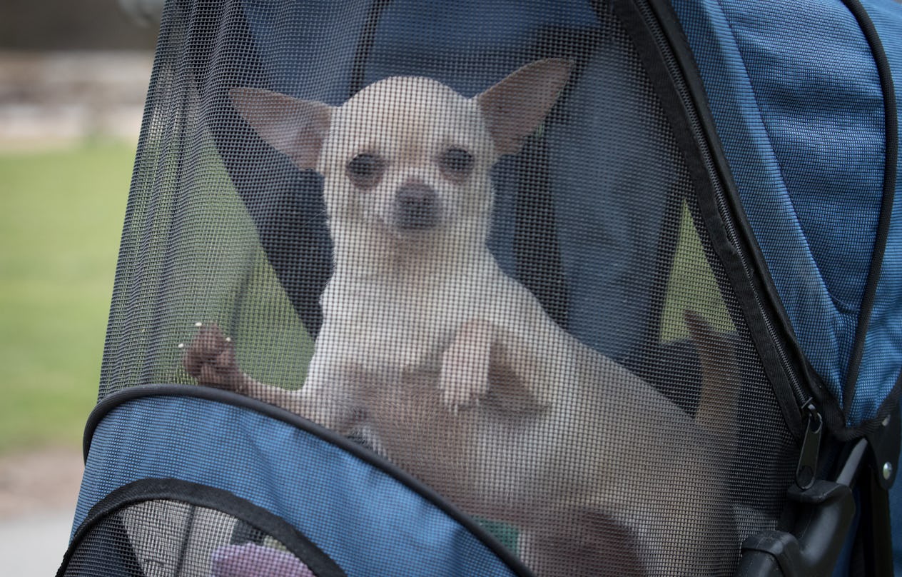 10 Popular Rescue Breeds That Want to Love You Forever