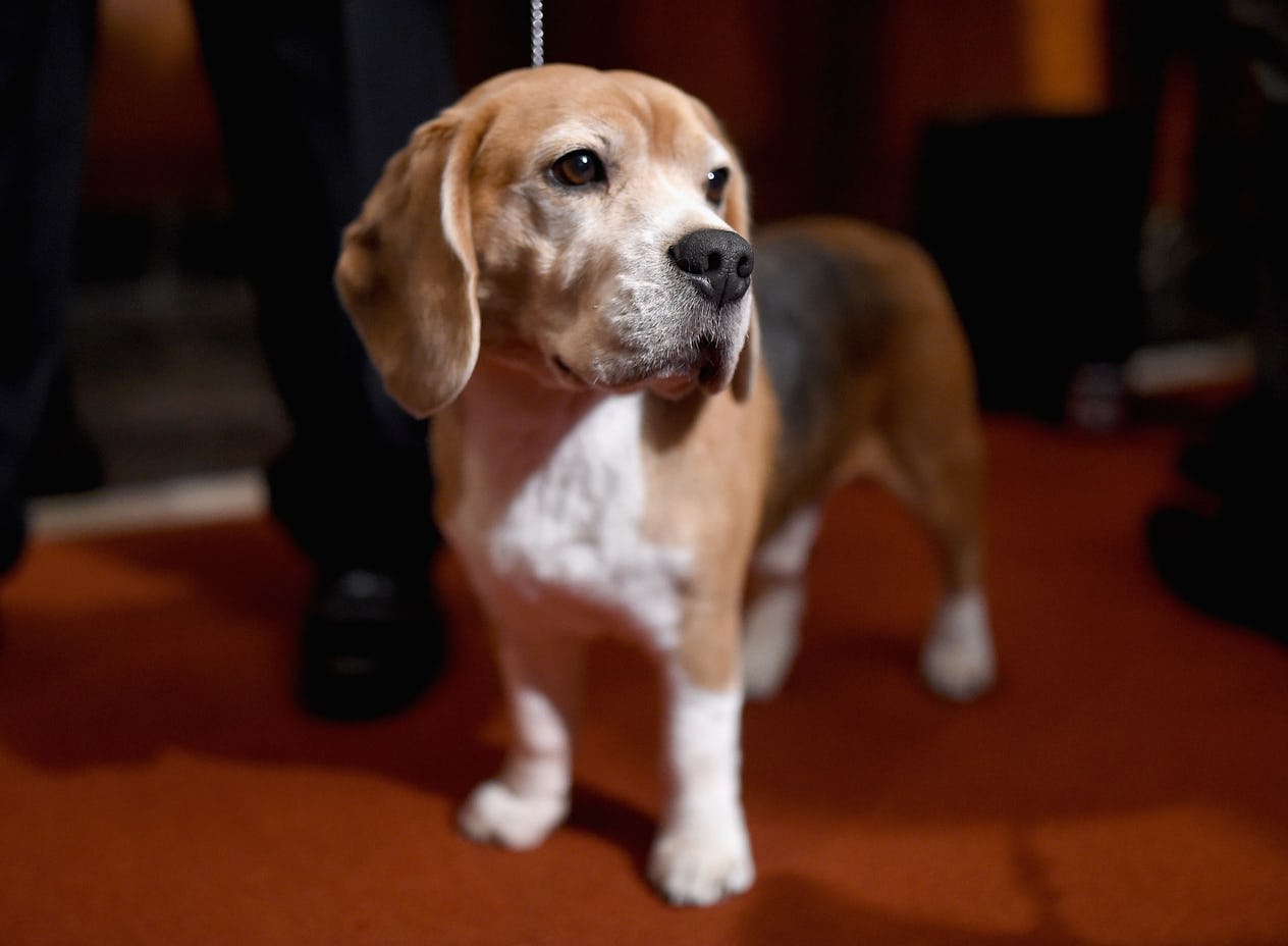 10 Popular Rescue Breeds That Want to Love You Forever