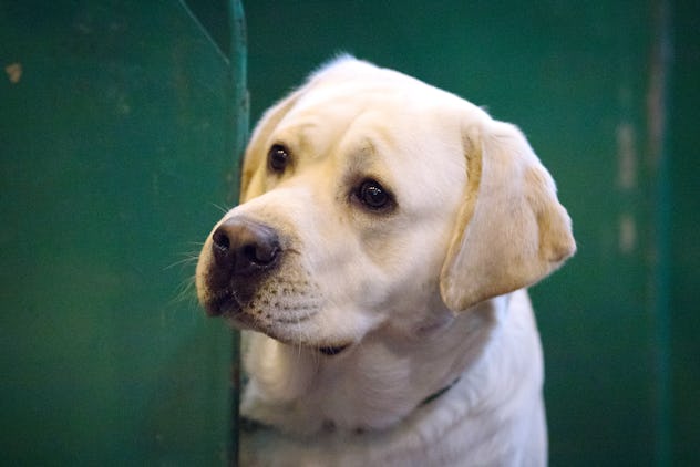 10 Popular Rescue Breeds That Want to Love You Forever