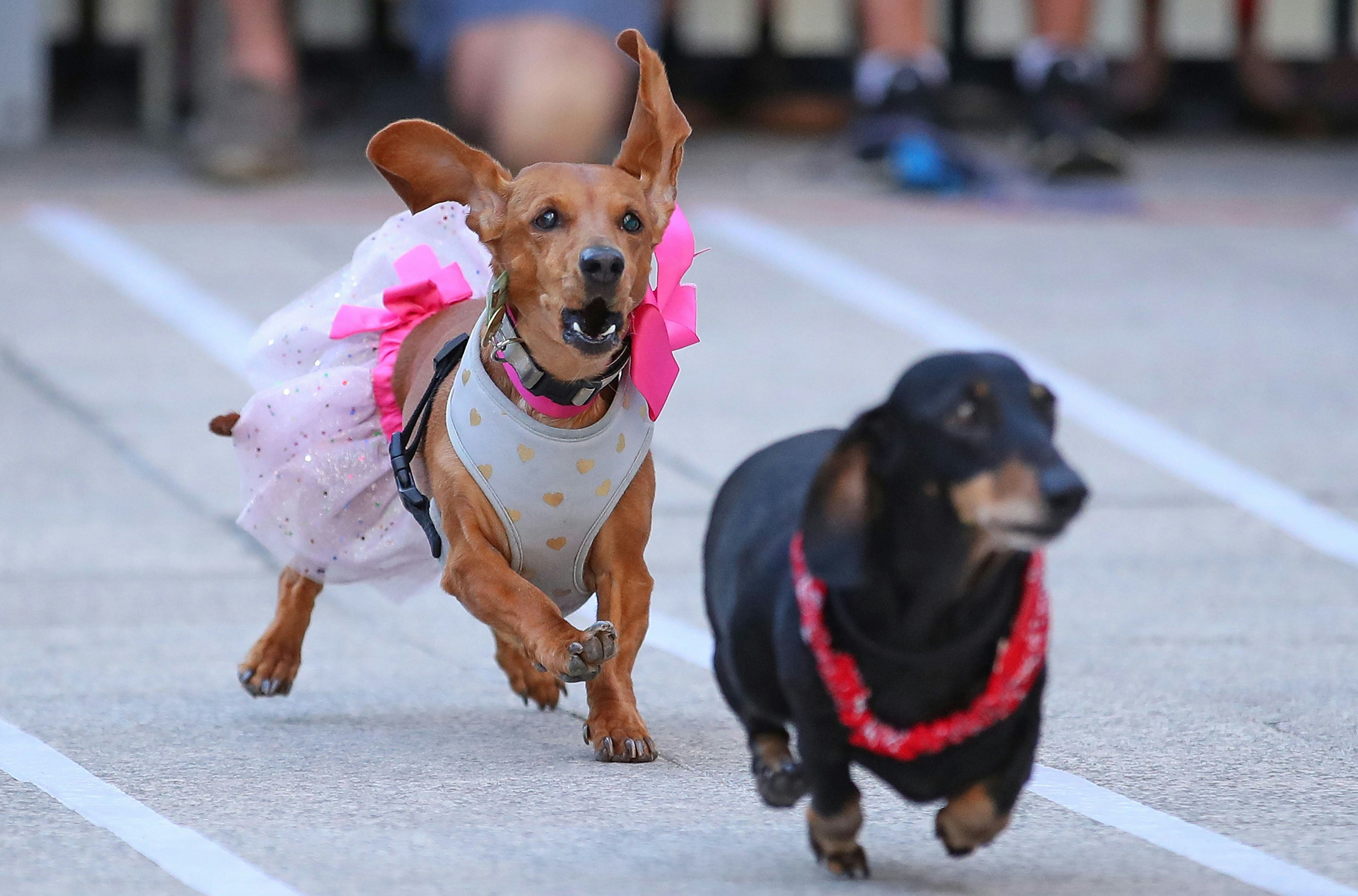 10 Popular Rescue Breeds That Want to Love You Forever