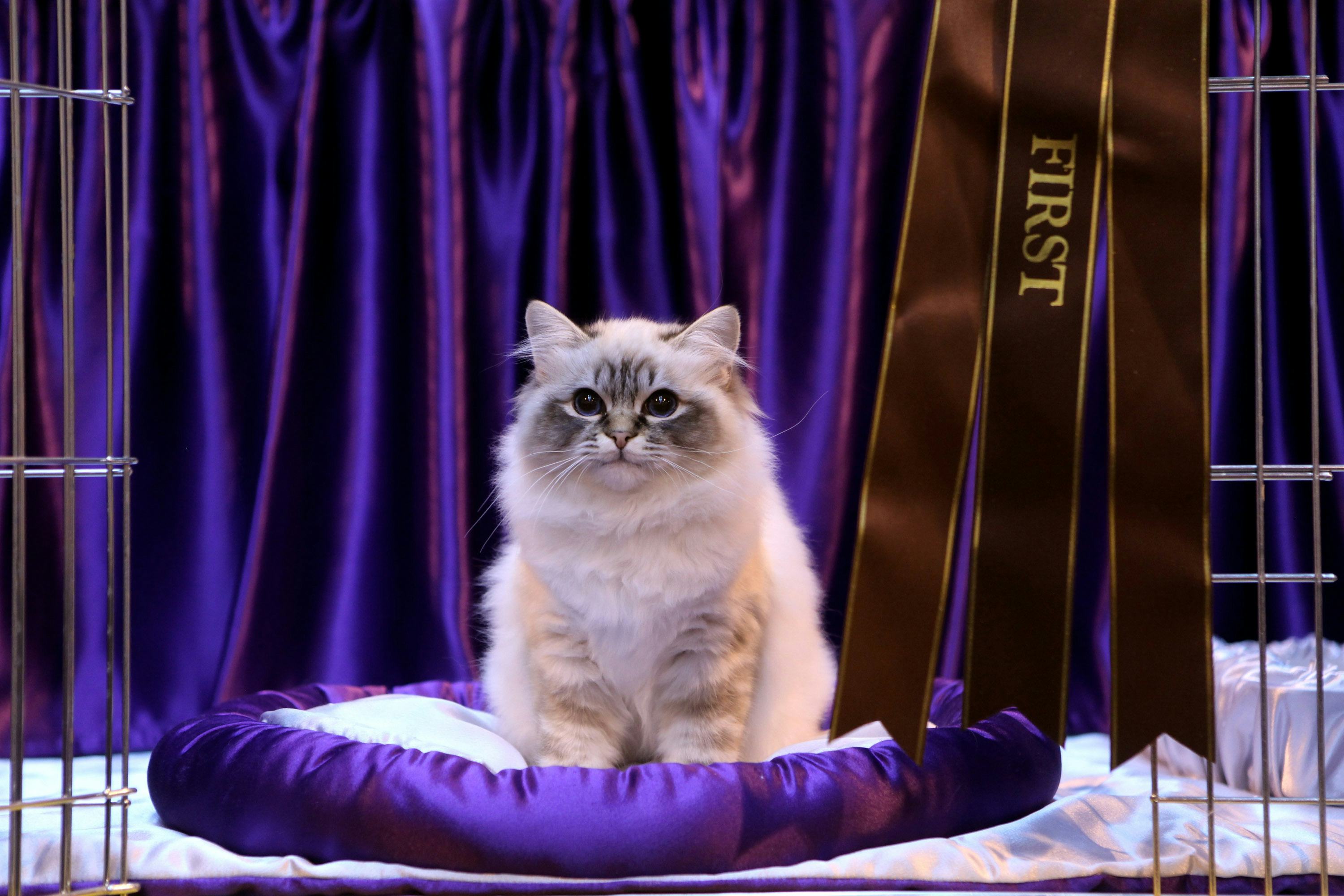 7 High Energy Cat Breeds For Those Who Want A Companion & Not A Roommate