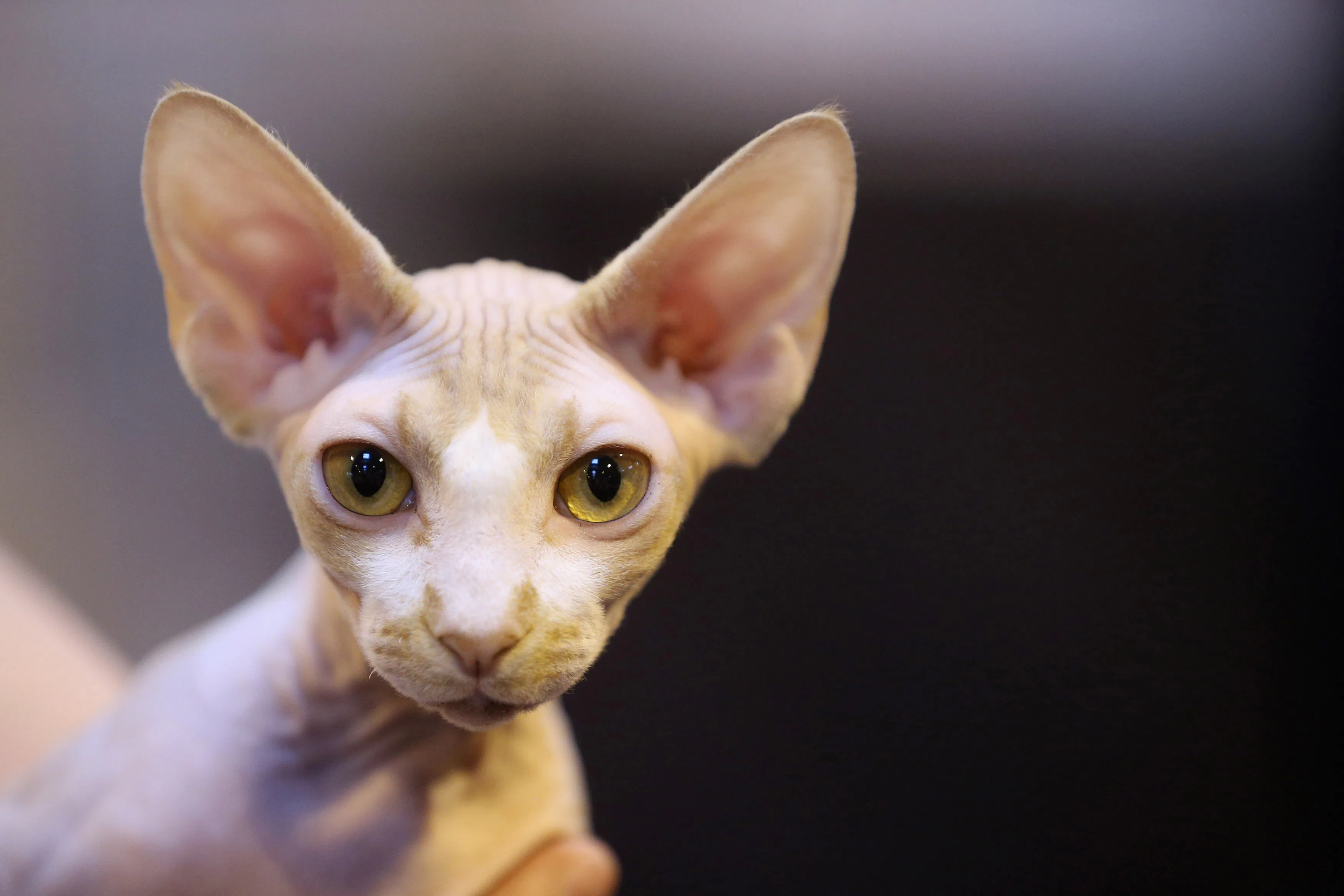 7 High Energy Cat Breeds For Those Who Want A Companion & Not A Roommate