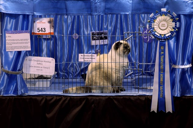 7 High Energy Cat Breeds For Those Who Want A Companion & Not A Roommate