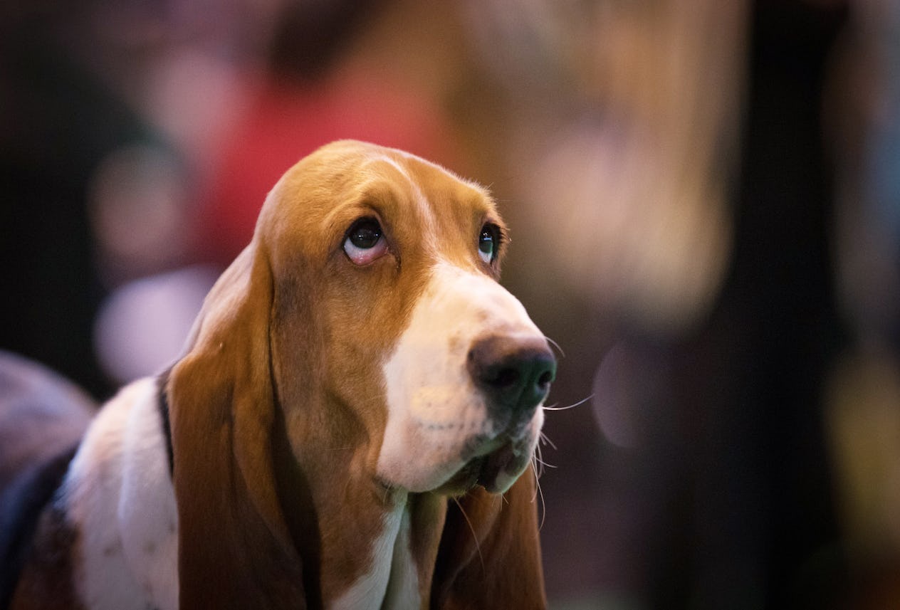 4 Large Lazy Dog Breeds That Would Rather Cuddle On The Couch Than 4-large-lazy-dog-breeds-that-would-rather-cuddle-on-the-couch-than
