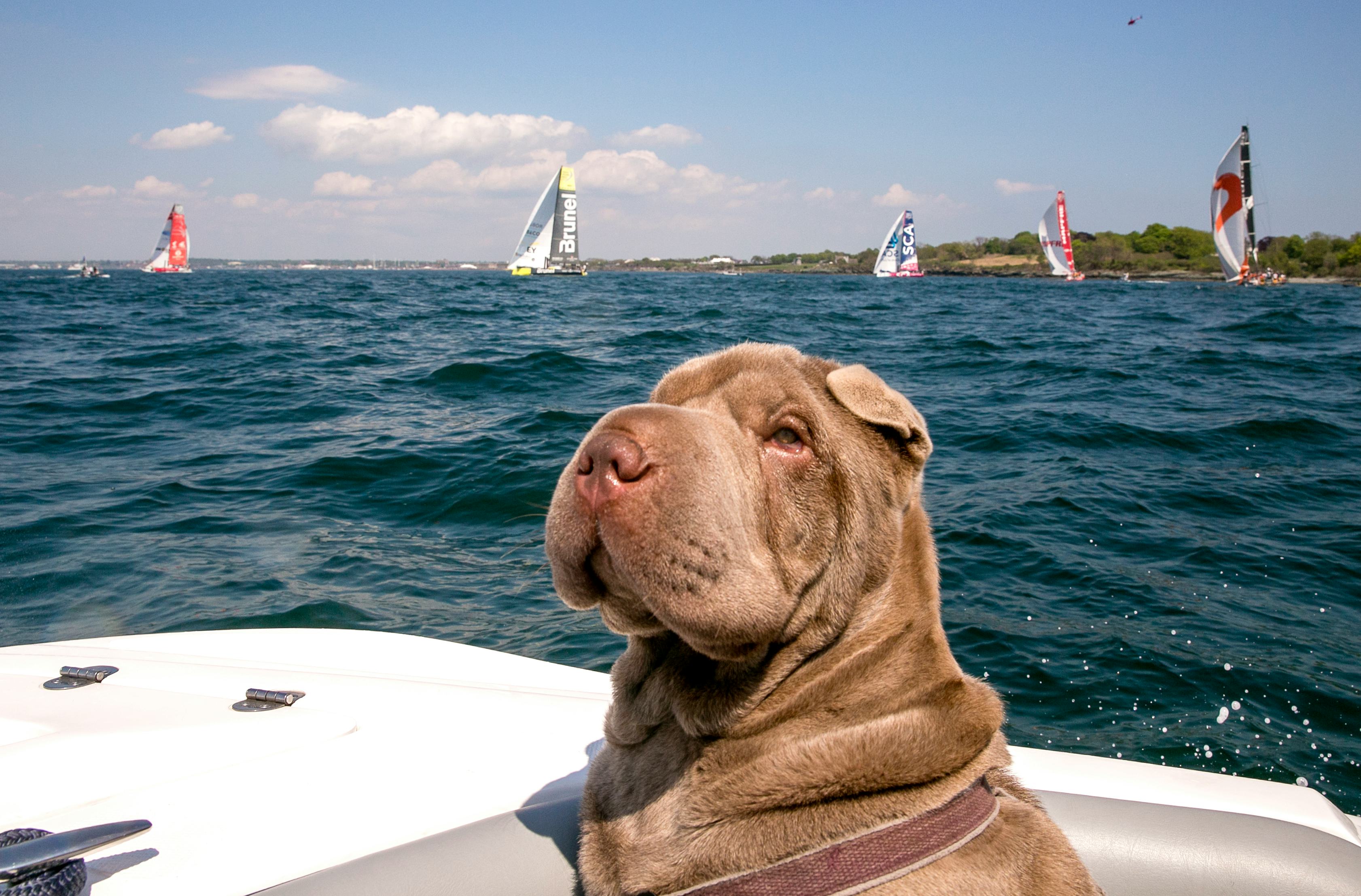 8 Dog Friendly Vacation Ideas That Will Help You Bond Even More With ...