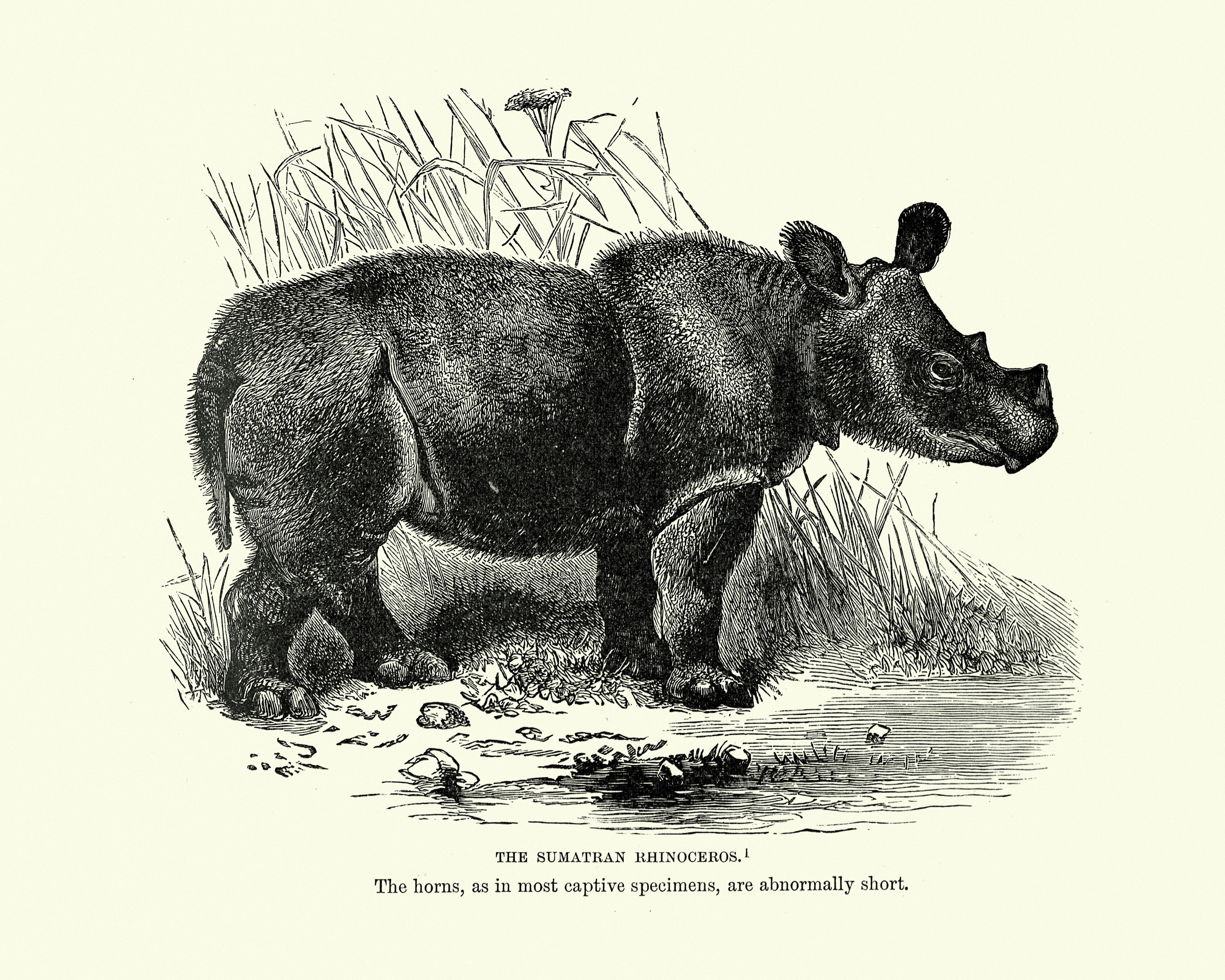 Ancient cow DNA reveals critical transition moment for first human farmers