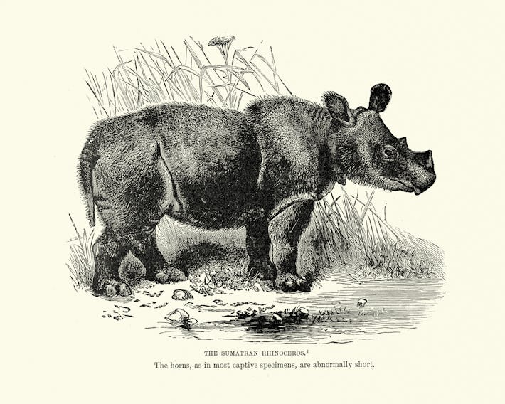 Ancient cow DNA reveals critical transition moment for first human farmers