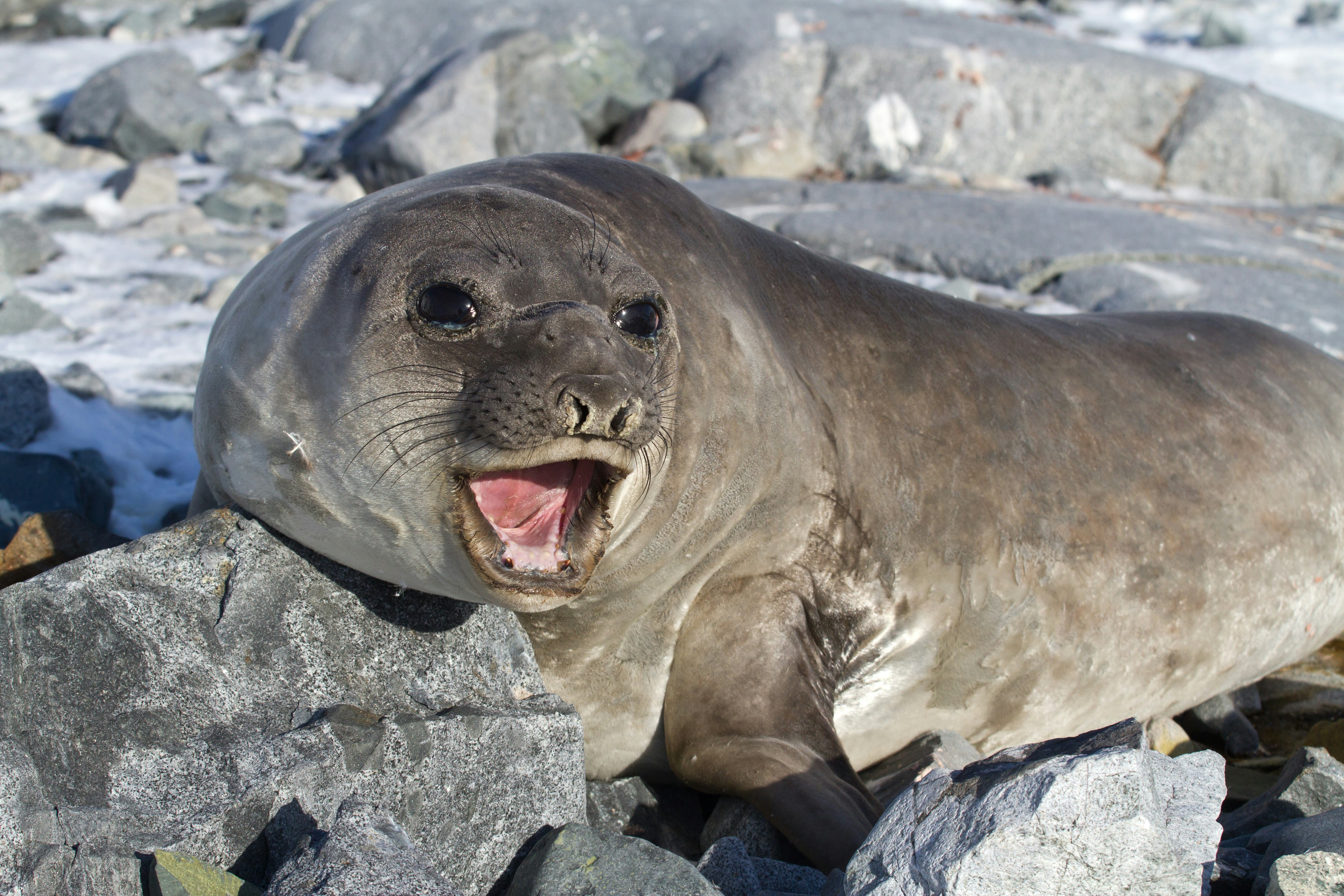 4 animal “scientists” helping us map the ocean