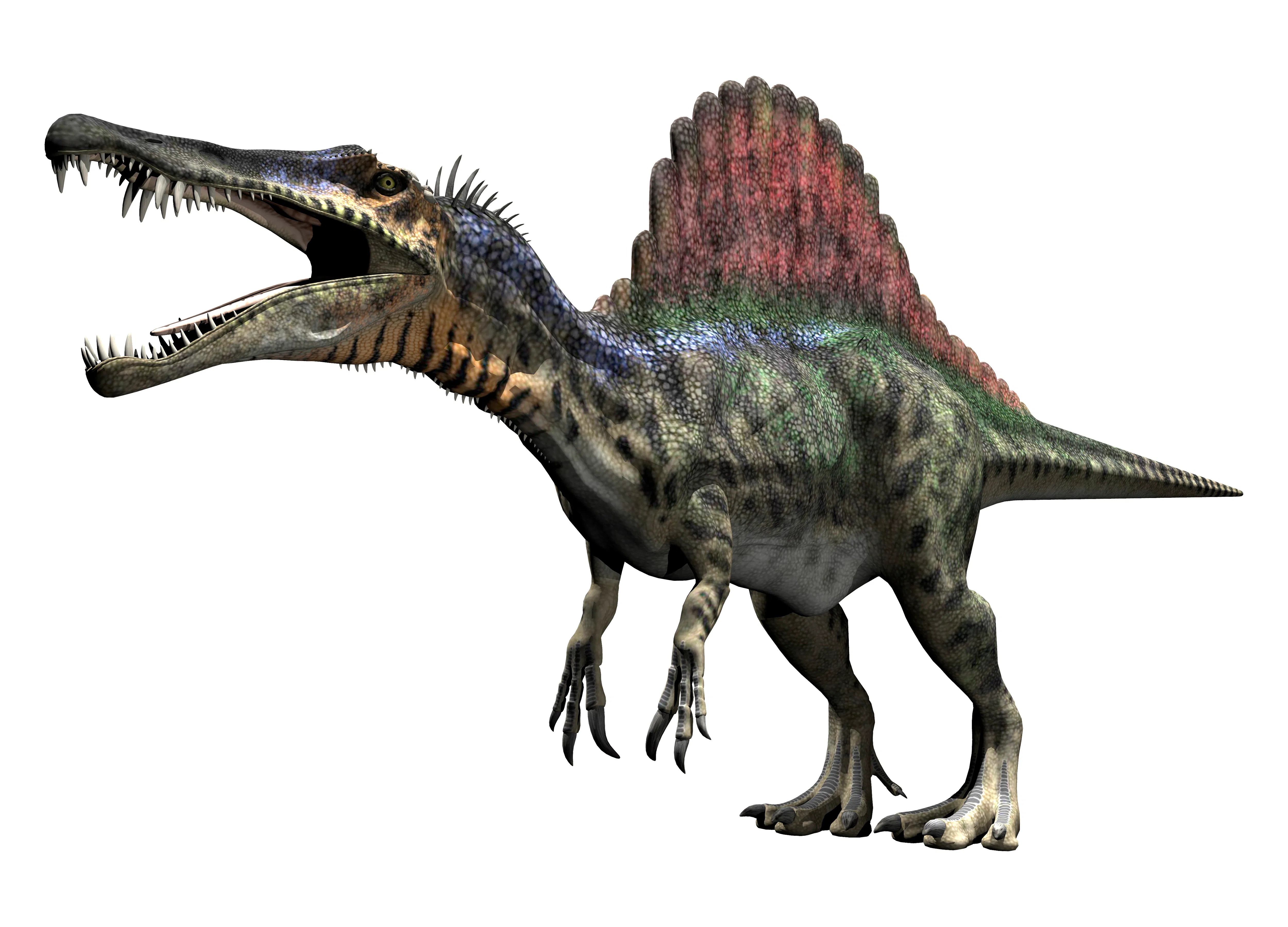 A new Spinosaurus fossil completely changes our idea of how one of the ...
